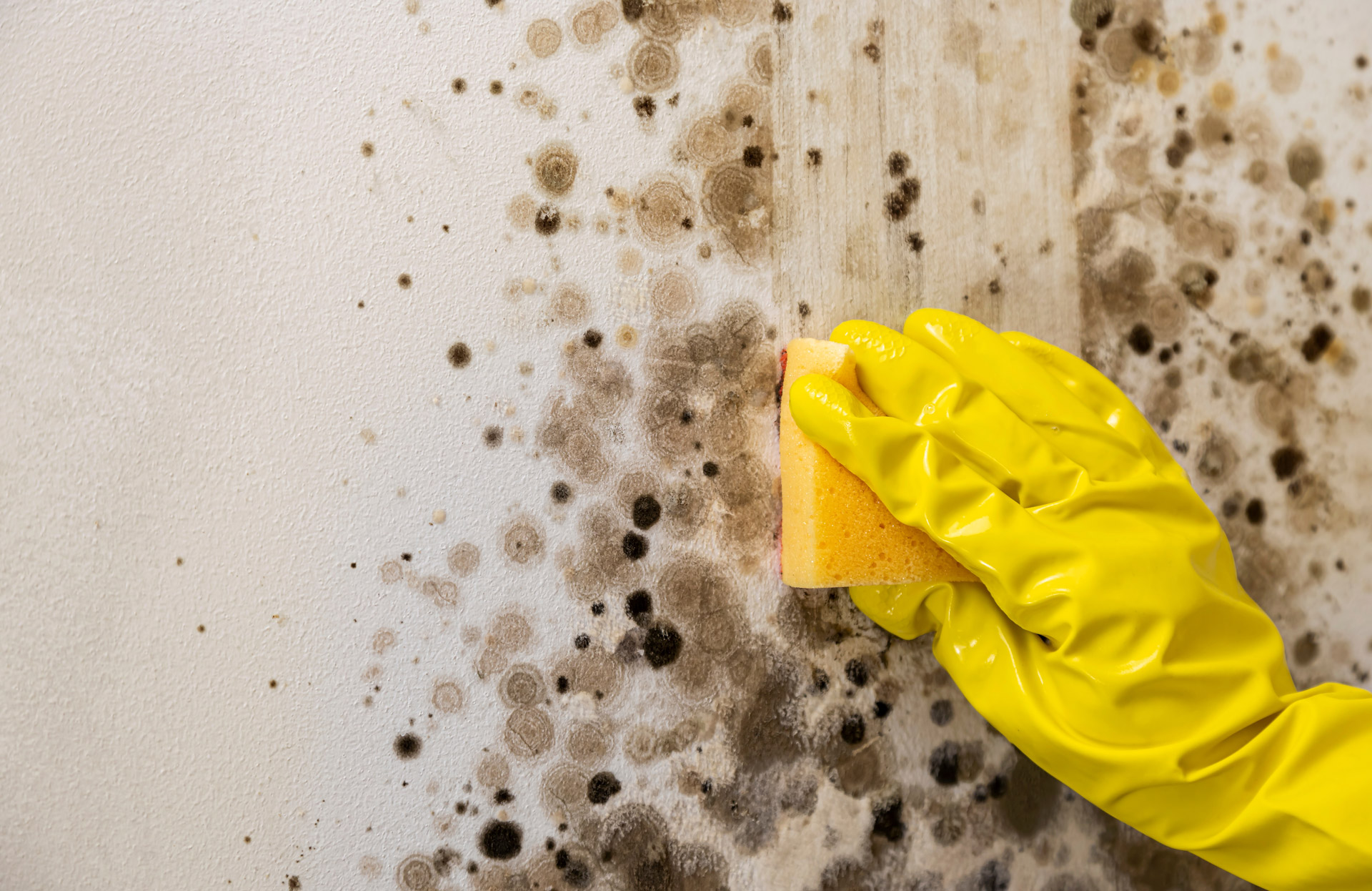 How to Clean and Kill Mould Safely - Mould Stop NZ